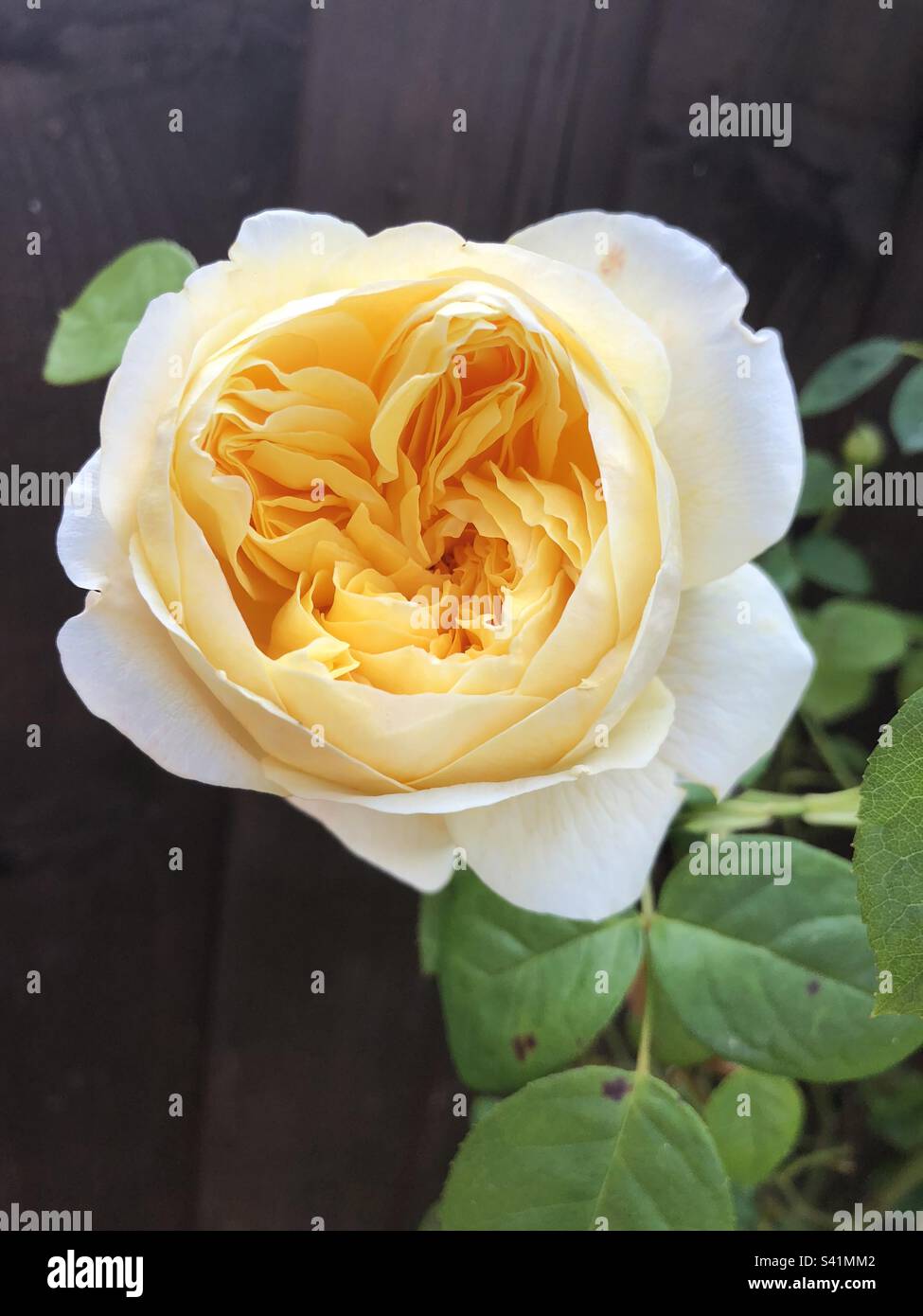 David flower hi-res stock photography and images - Alamy