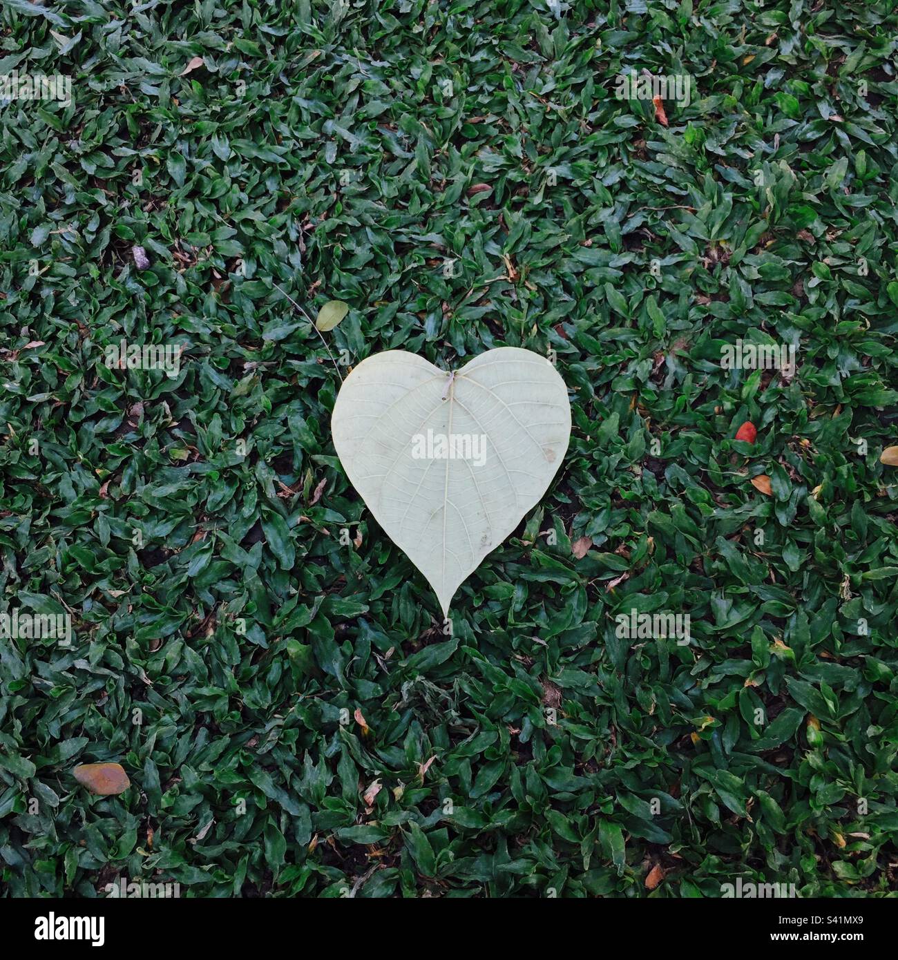 Green grass heart hi-res stock photography and images - Alamy
