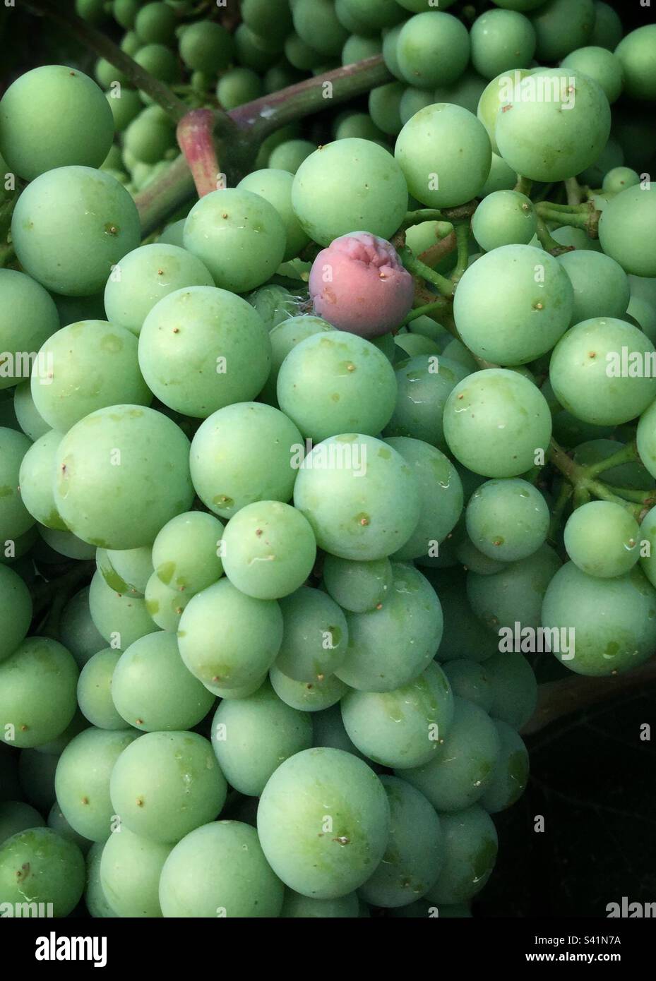 First signs of grape rot on a bunch of grapes, Catalunya, Spain Stock ...