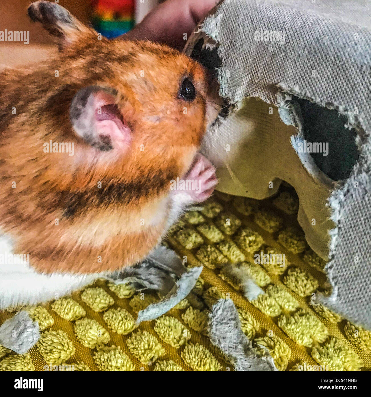 Hamster with an egg box Stock Photo - Alamy