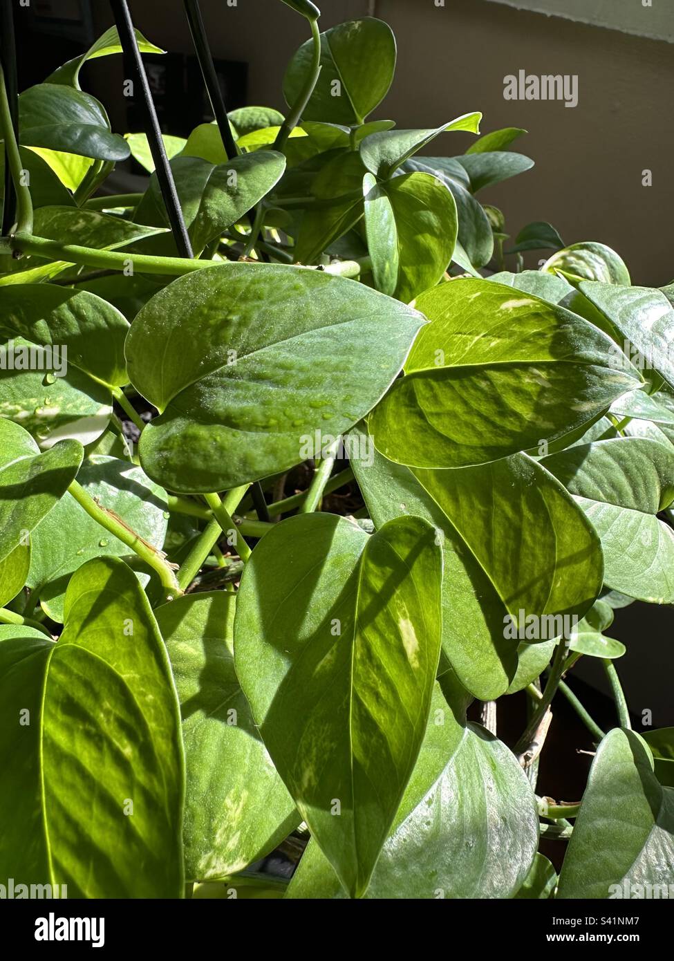 Pothos plant hi-res stock photography and images - Alamy