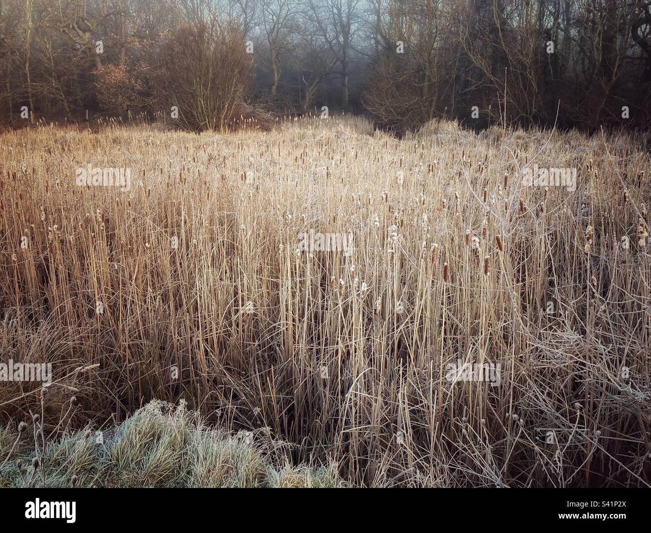 Densely growing Bulrushes on a pond in winter Stock Photo - Alamy