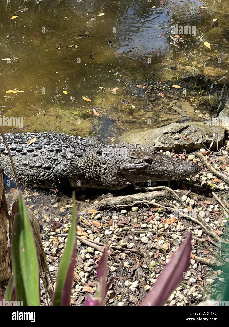 Morelet Crocodile, Yucatan Peninsula, Mexico Stock Photo - Alamy