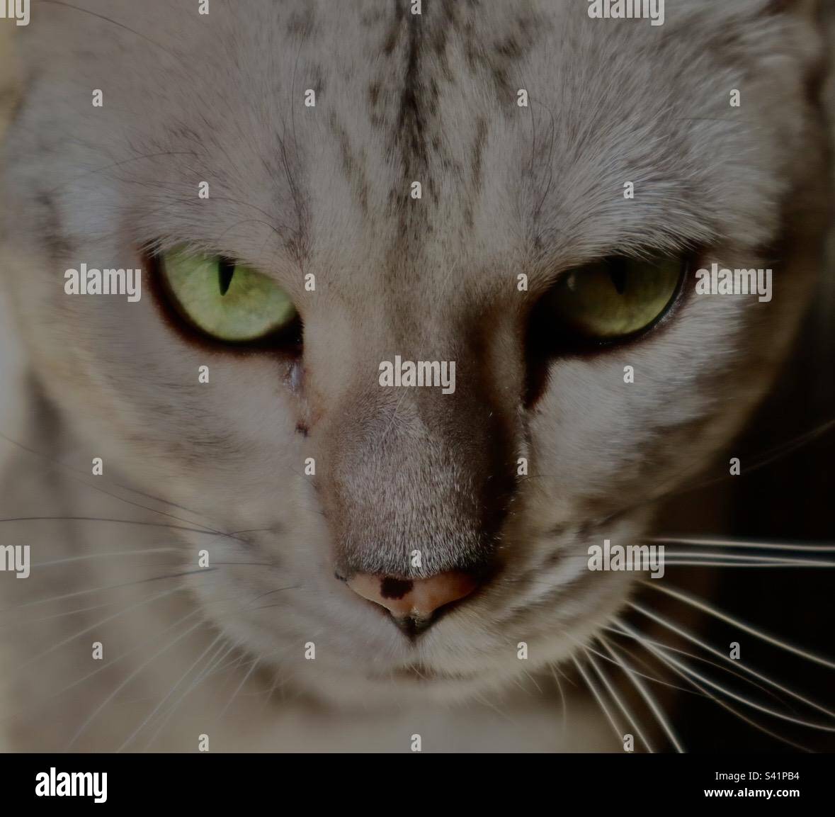 Cat in focus Stock Photo - Alamy