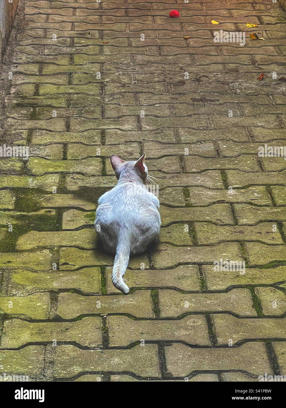Cat in the alley hi-res stock photography and images - Alamy