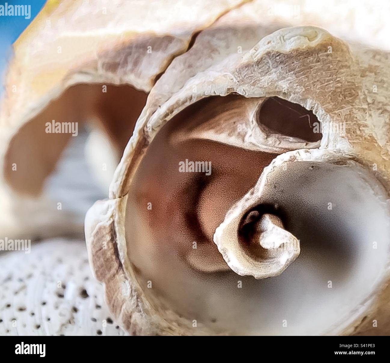 Just the shell hi-res stock photography and images - Alamy