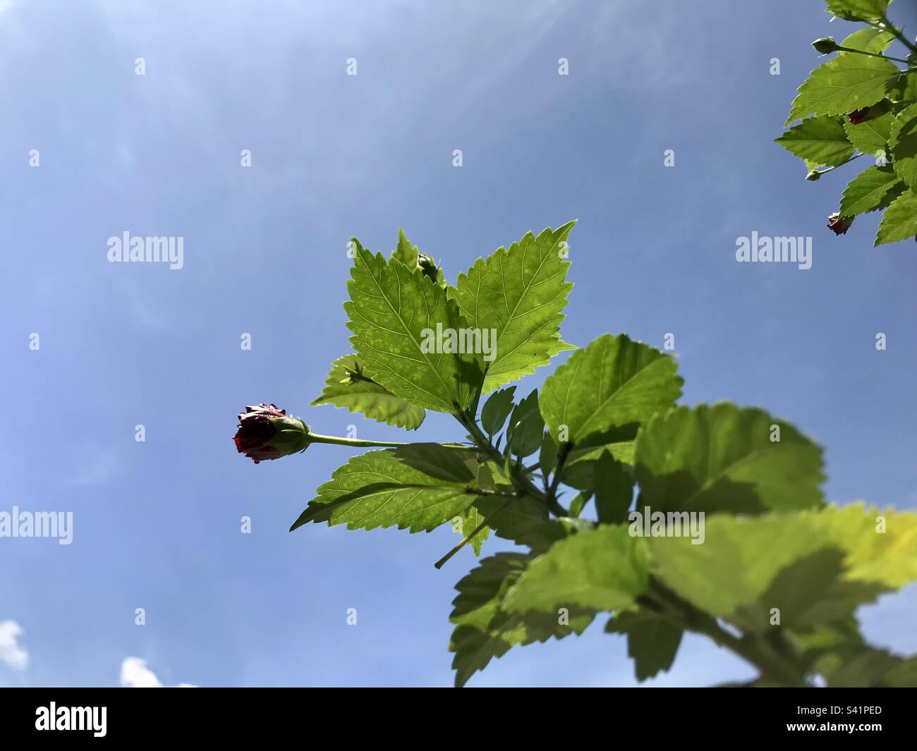 Flower and leaf with hi-res stock photography and images - Alamy