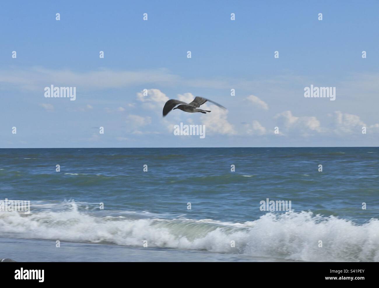 Free to fly hi-res stock photography and images - Alamy