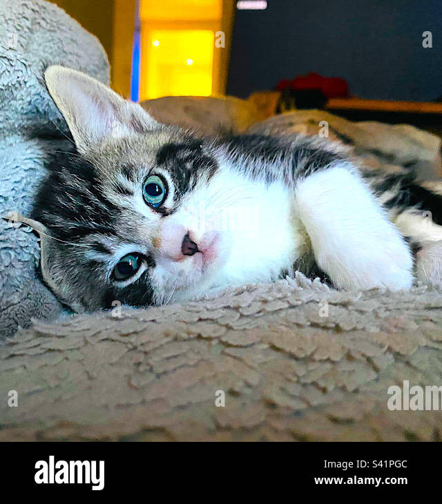 Sebastian the cat hi-res stock photography and images - Alamy