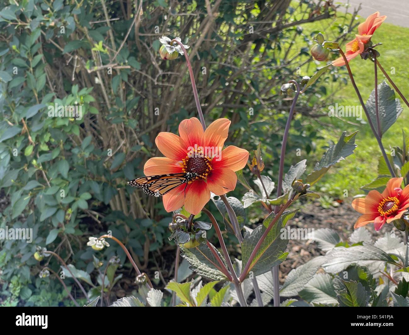 Bee pollinating a flower in Monterroso al Mare, Italy. Flower is ...
