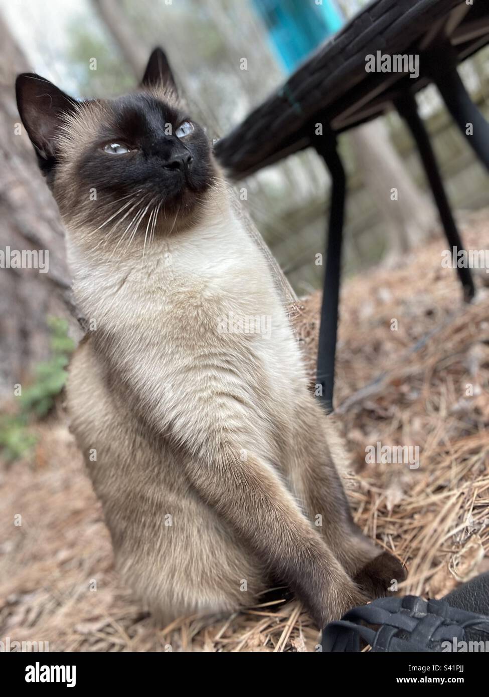Nature cat hi-res stock photography and images - Alamy