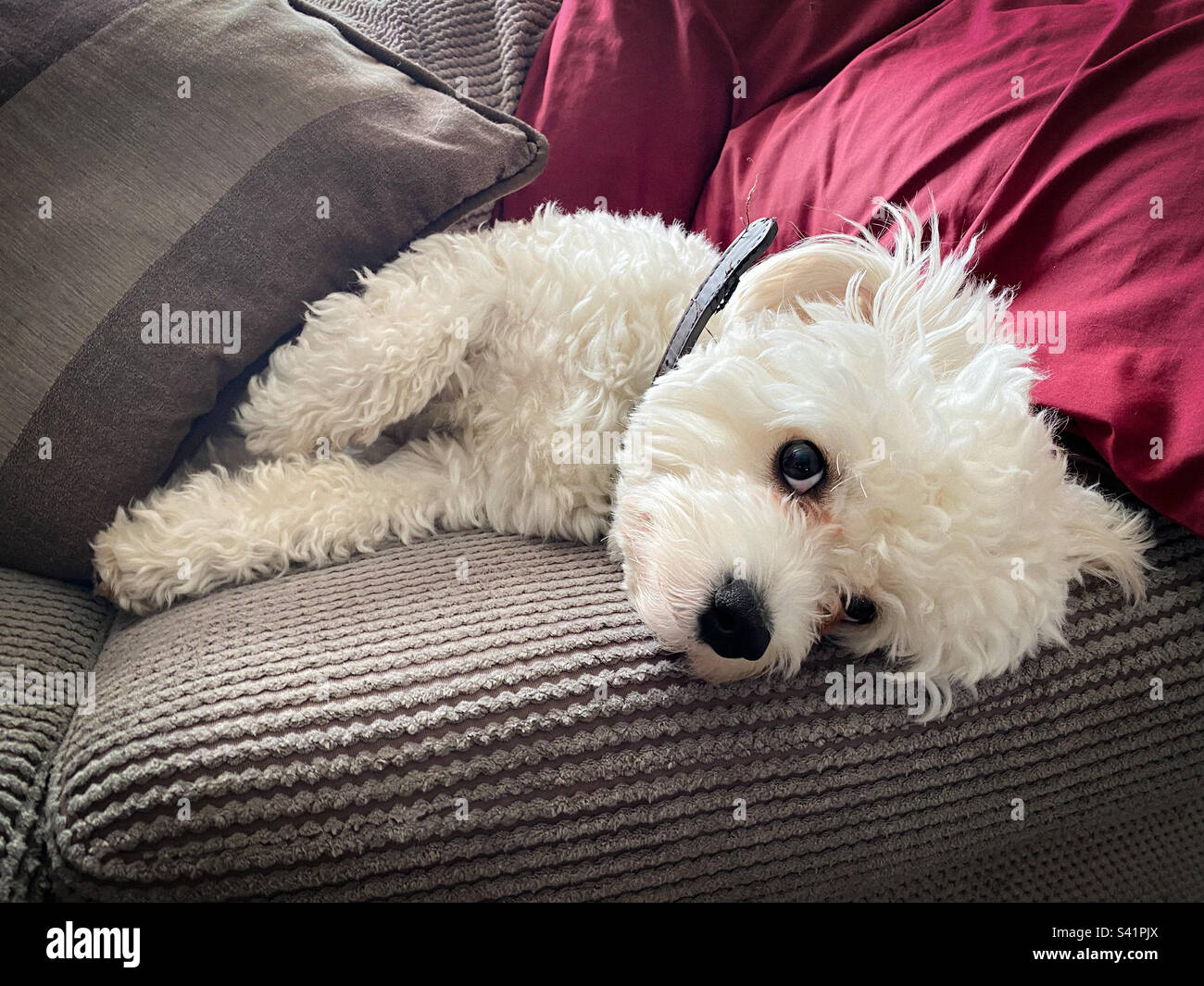 A small, white cavapoo dog lying down on a settee Stock Photo - Alamy