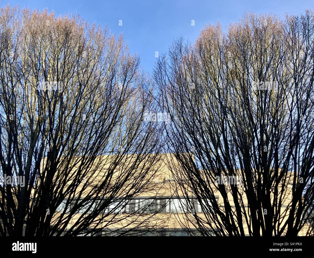 Winter twin trees hi-res stock photography and images - Alamy