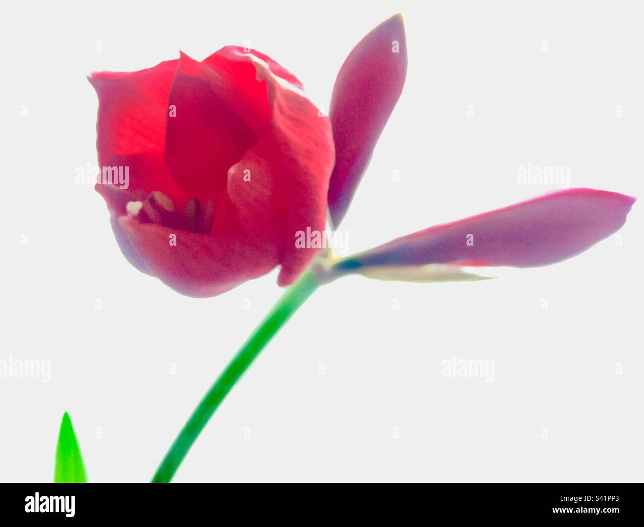 Amaryllis opening. A high-key portrait on a white background. Two buds ...