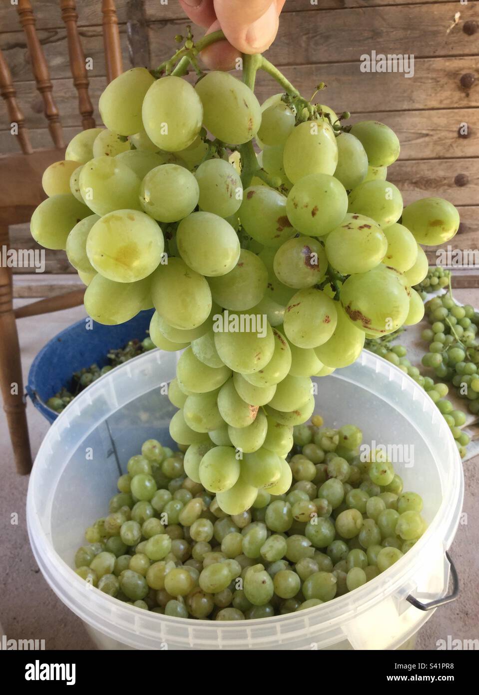 Moscatel hi-res stock photography and images - Alamy