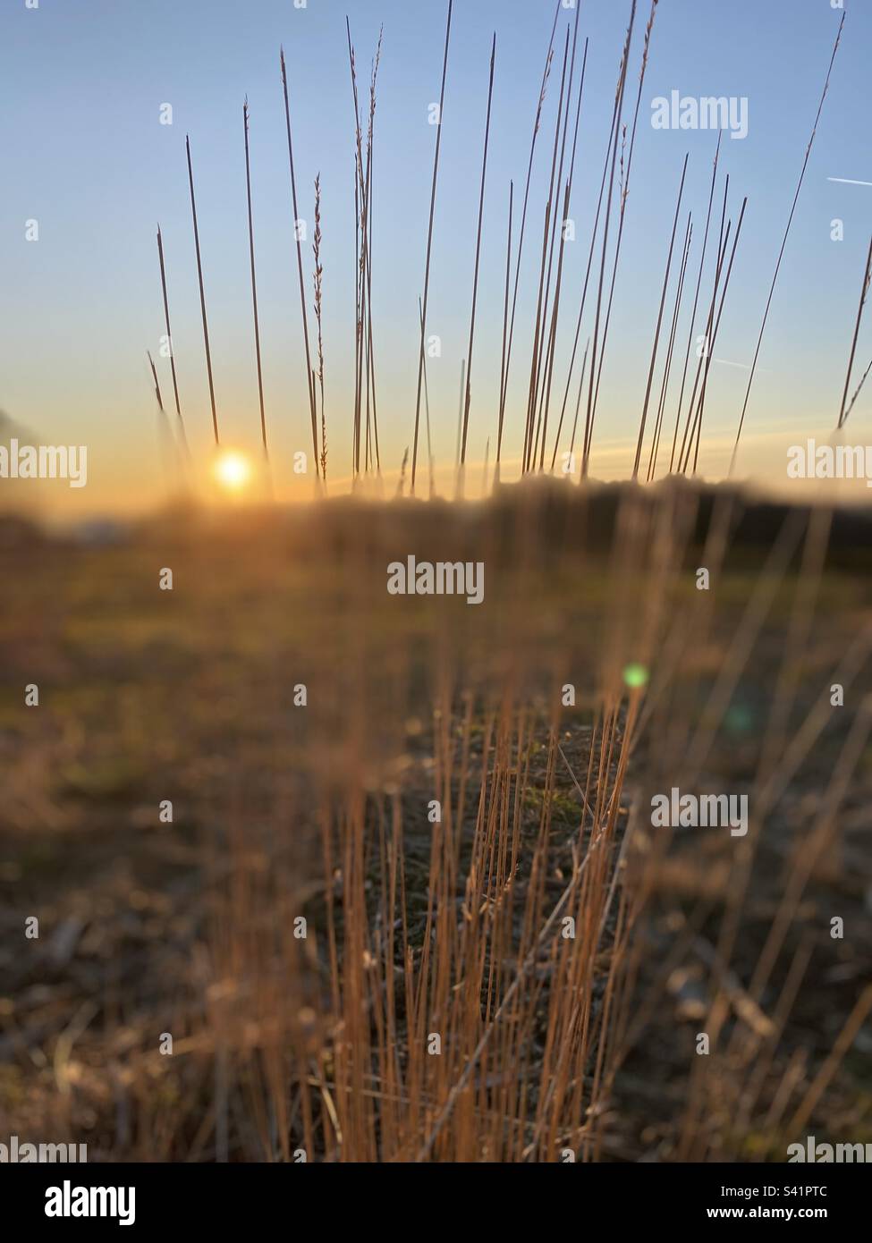 Grass and sunset hi-res stock photography and images - Alamy