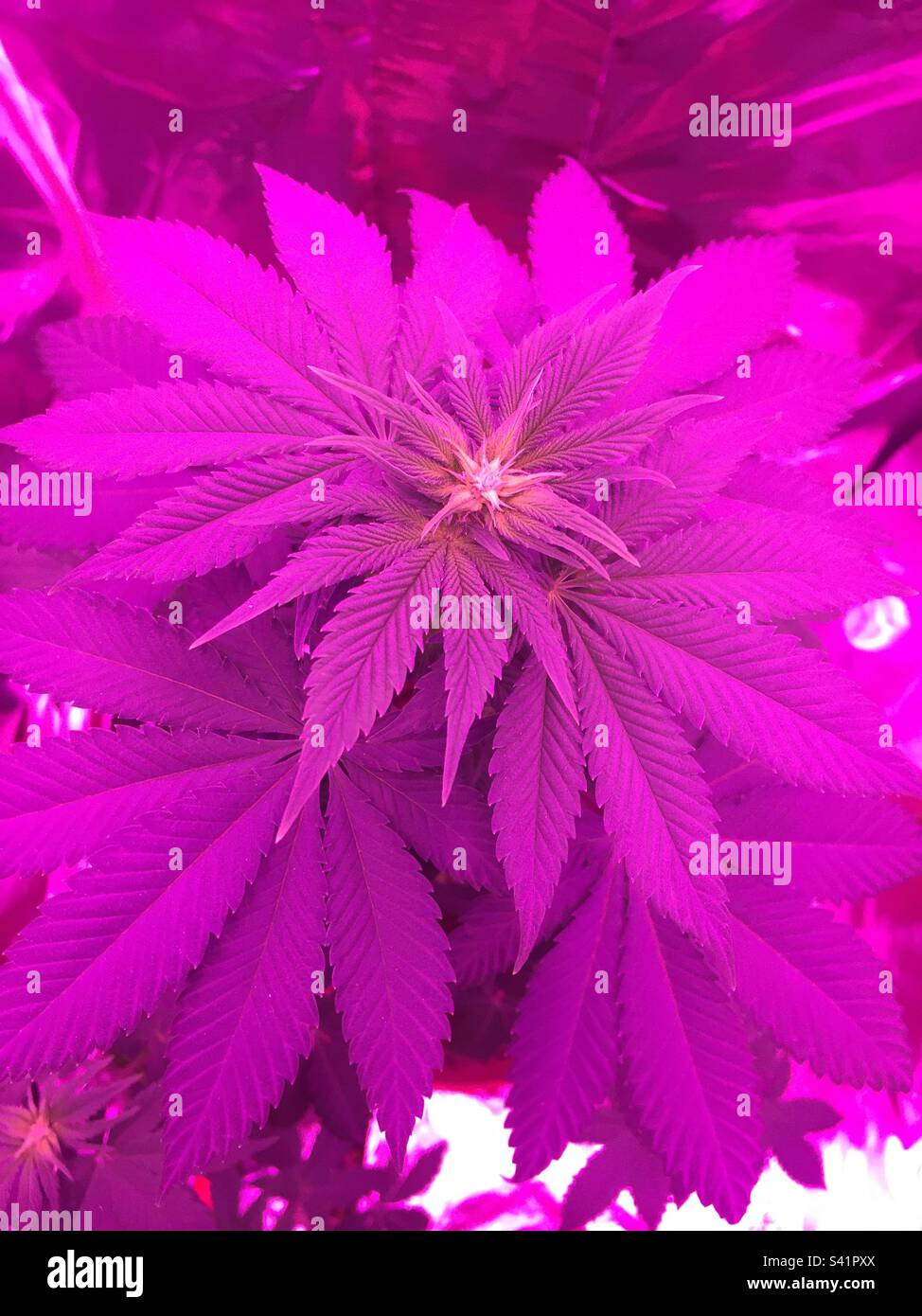 Hemp plant hi-res stock photography and images - Alamy