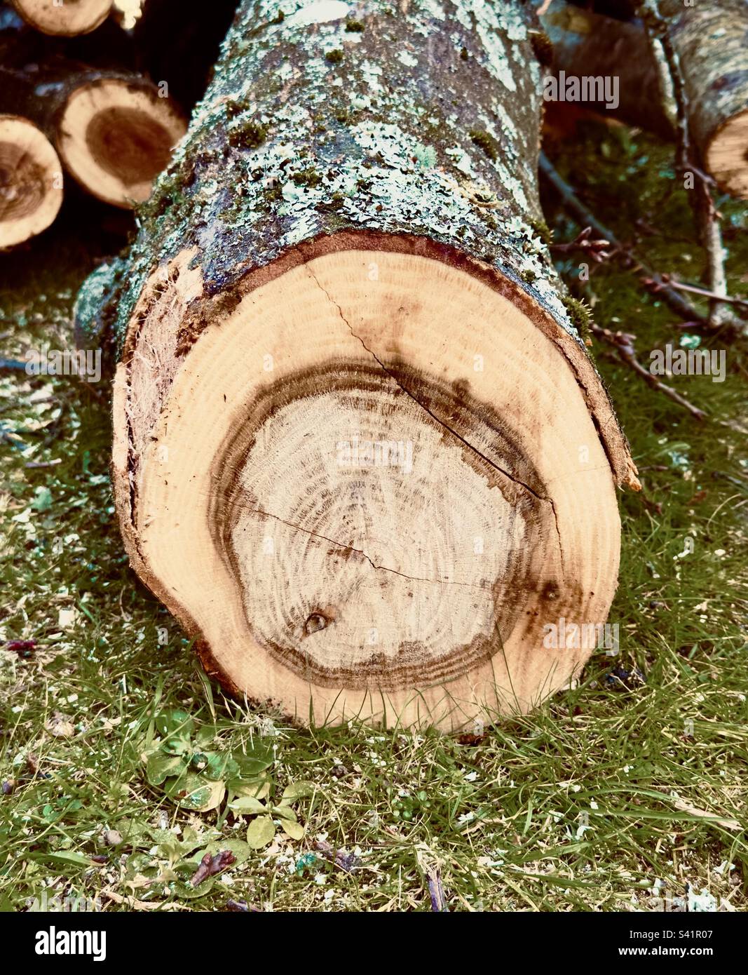 Felled section hi-res stock photography and images - Alamy