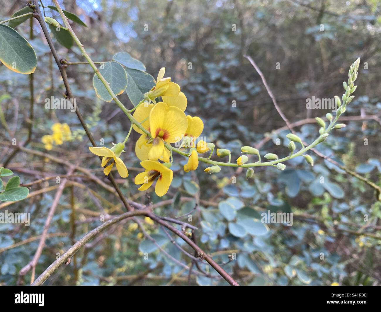 Clover tree hi-res stock photography and images - Alamy
