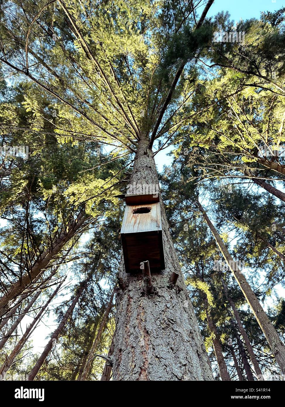 Owl box in a tree hi-res stock photography and images - Alamy