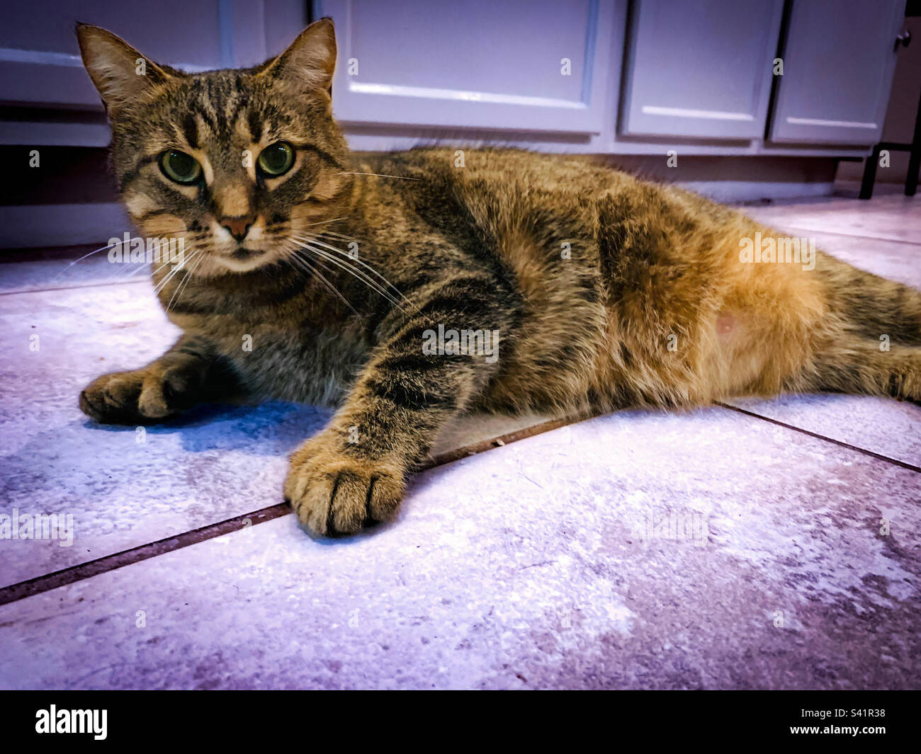 Lady cat hi-res stock photography and images - Alamy