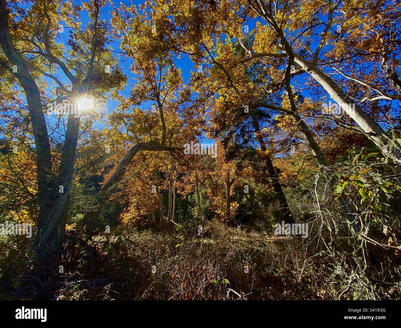 The sun shines through sycamore trees in the autumn. – Carmel Valley ...