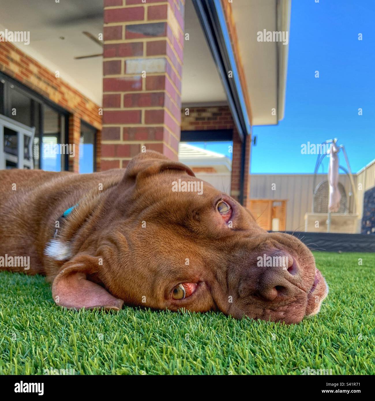 Dog Lazing on the Lawn Stock Photo - Alamy
