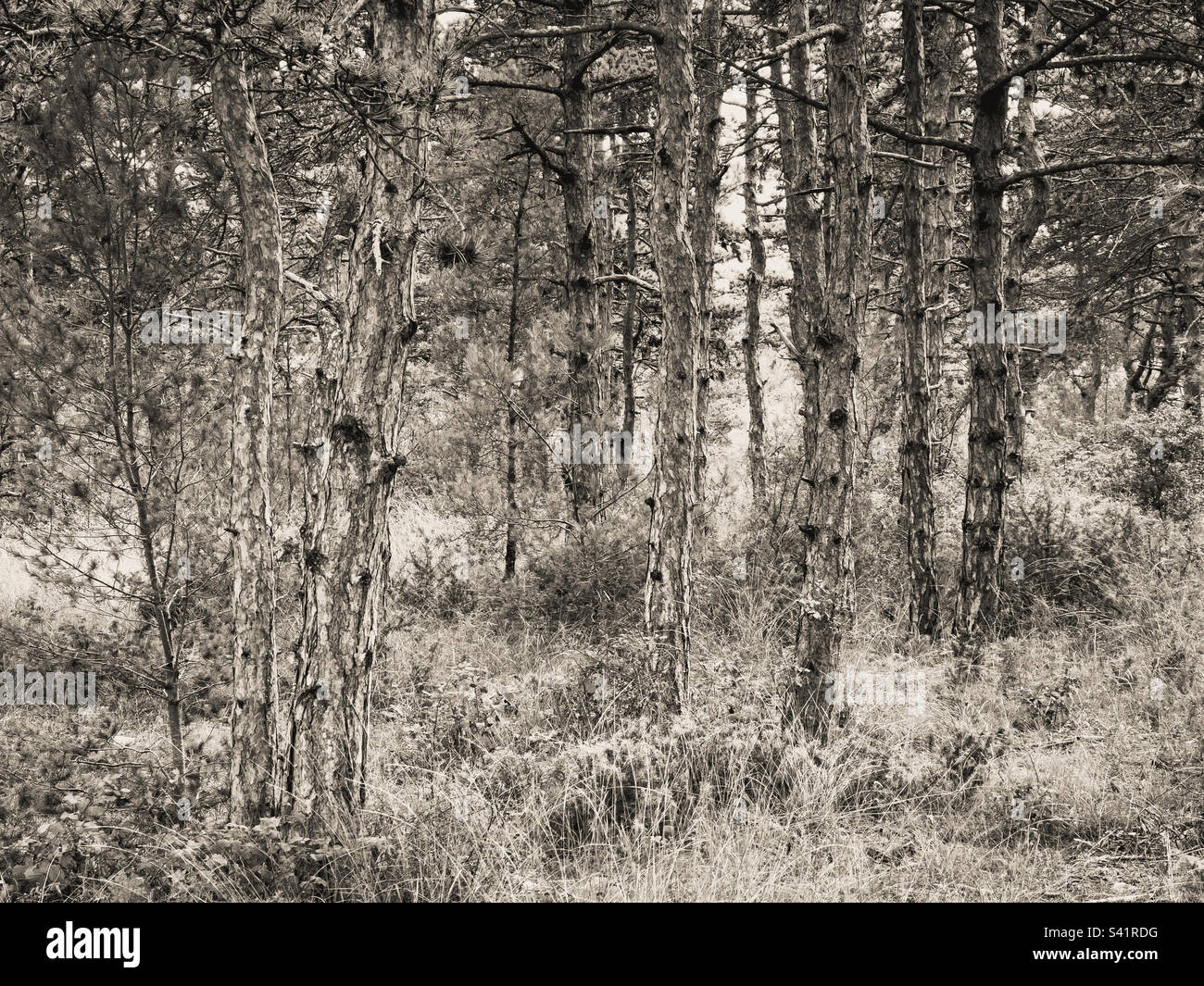 Monotone background hi-res stock photography and images - Alamy