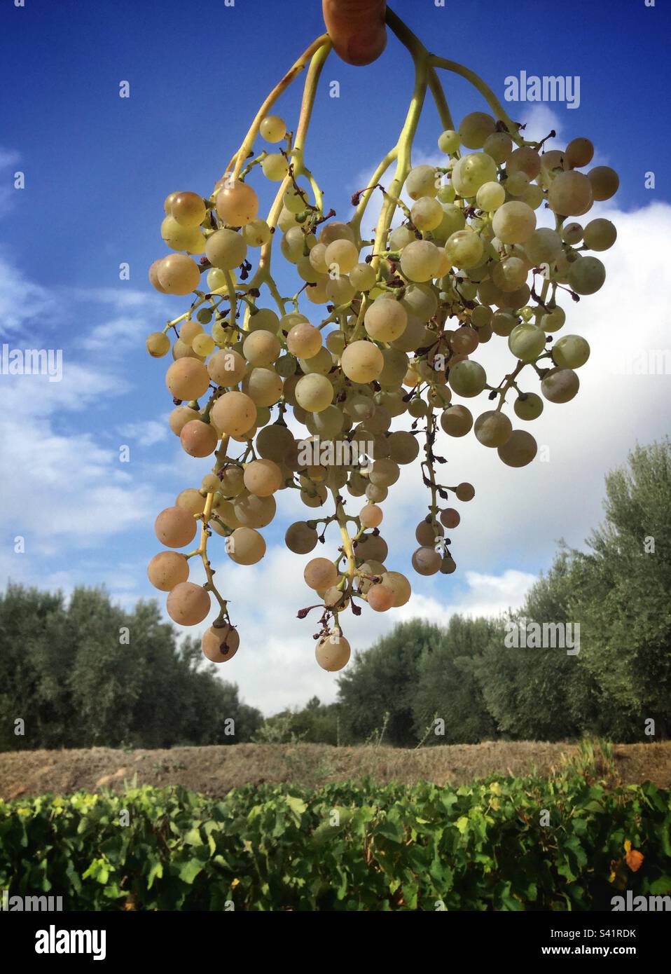 Poor fruit set hi-res stock photography and images - Alamy