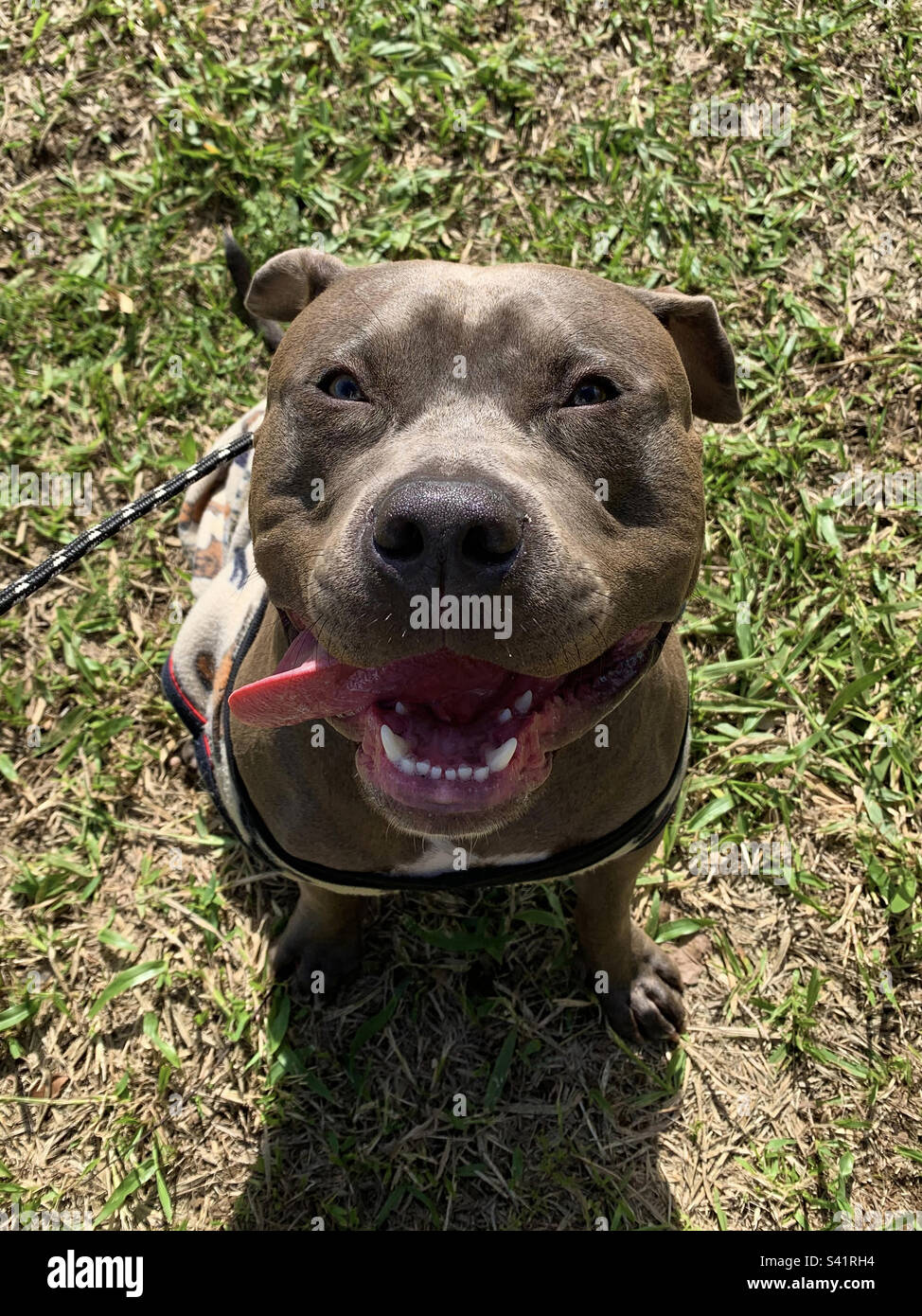 American bully hi-res stock photography and images - Alamy