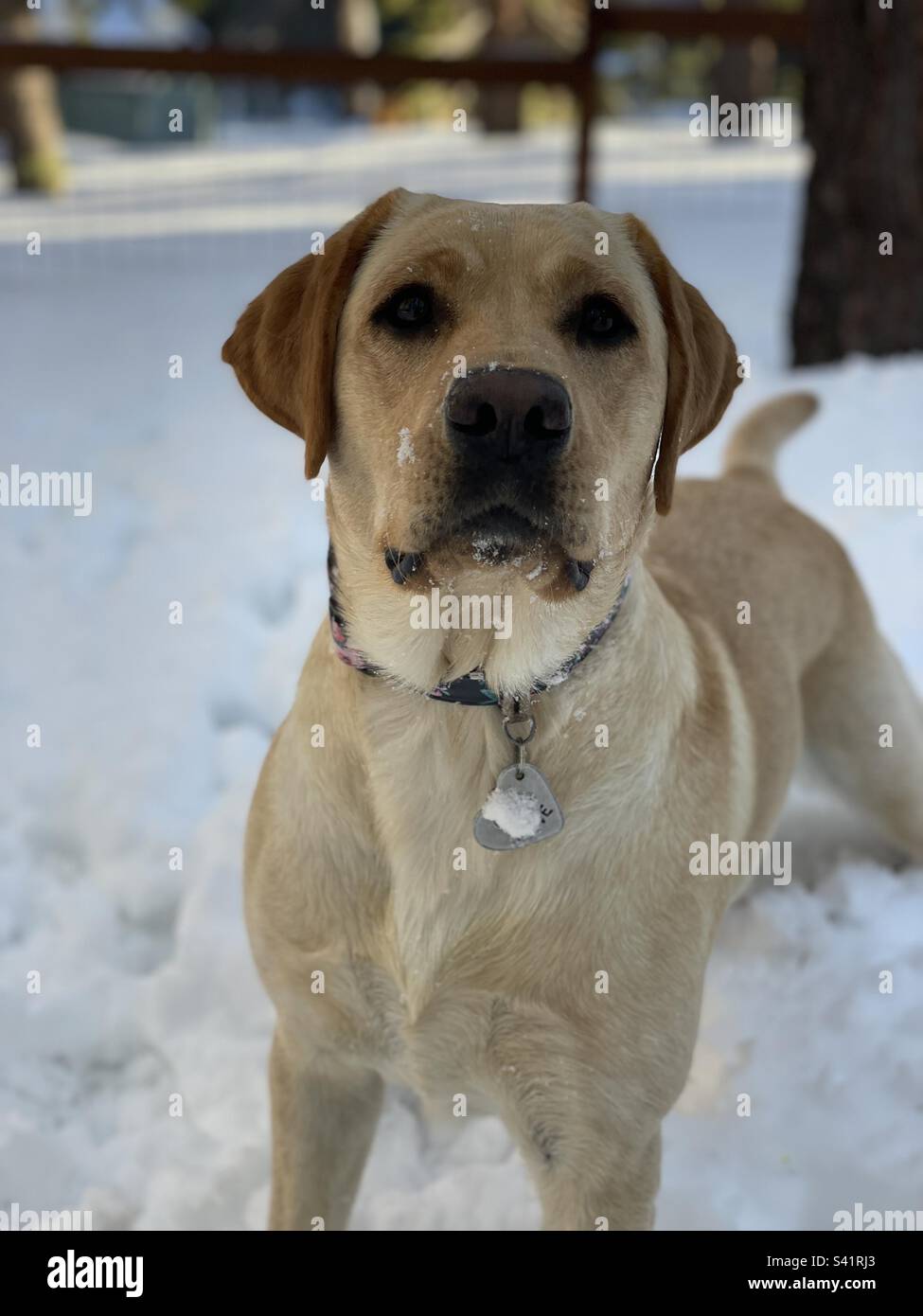 Labrador retriever yellow standing hi-res stock photography and images ...