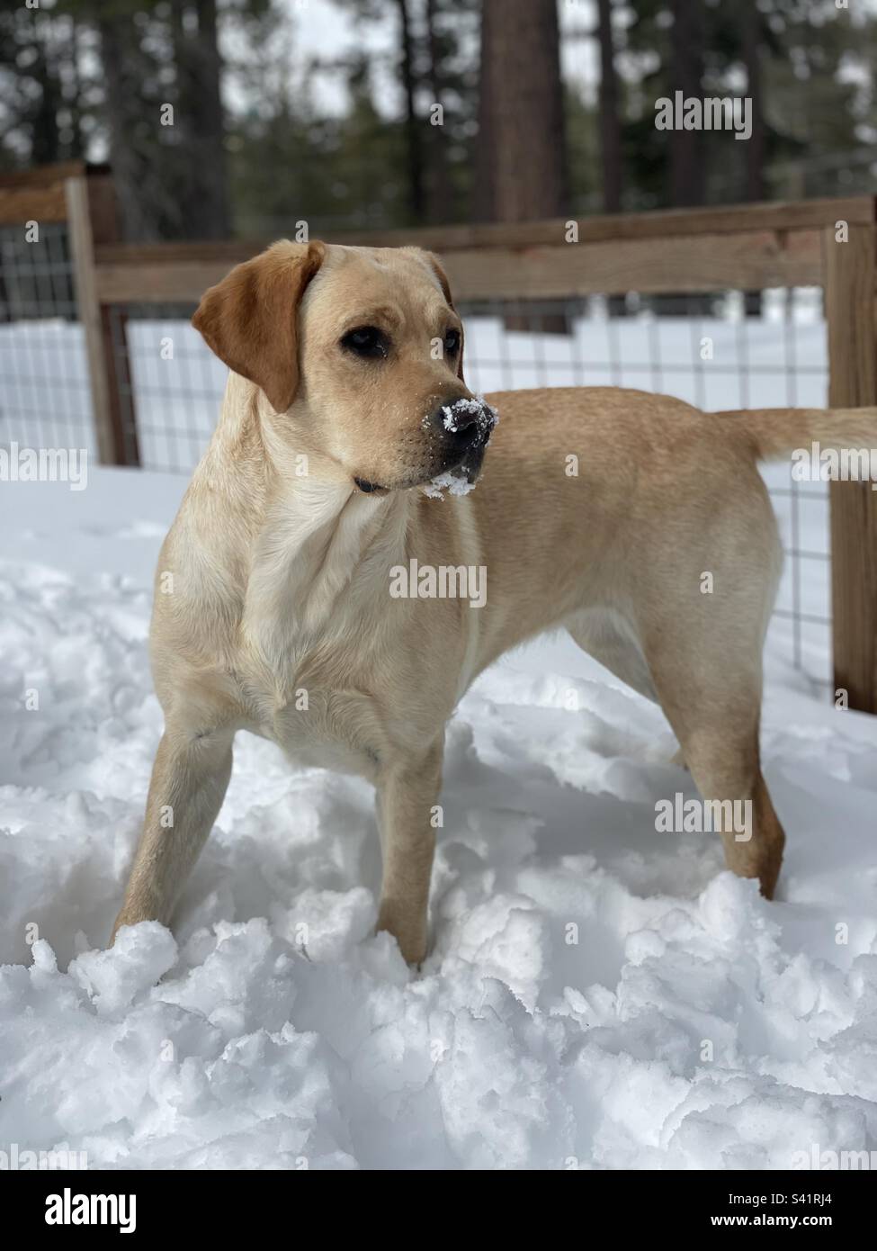 Yellow labrador retriever winter hi-res stock photography and images ...