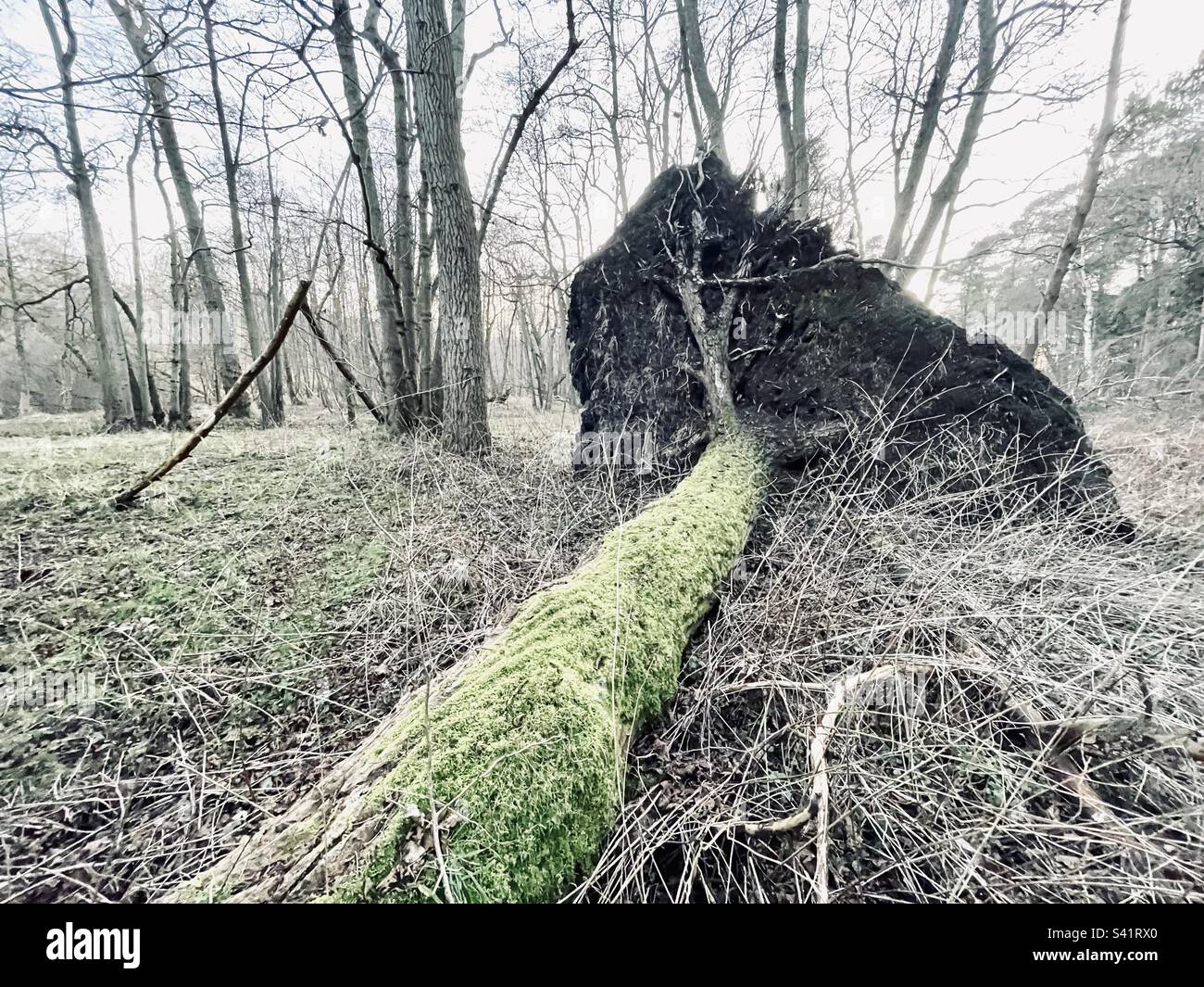 Roots of an uprooted tree hi-res stock photography and images - Alamy