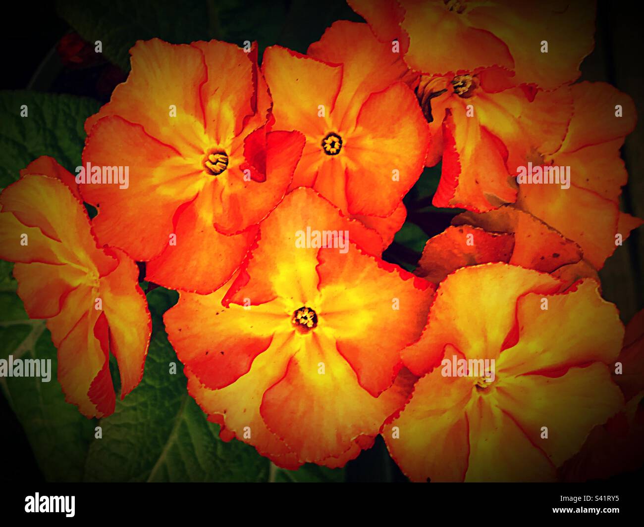 Flame coloured petals hi-res stock photography and images - Alamy