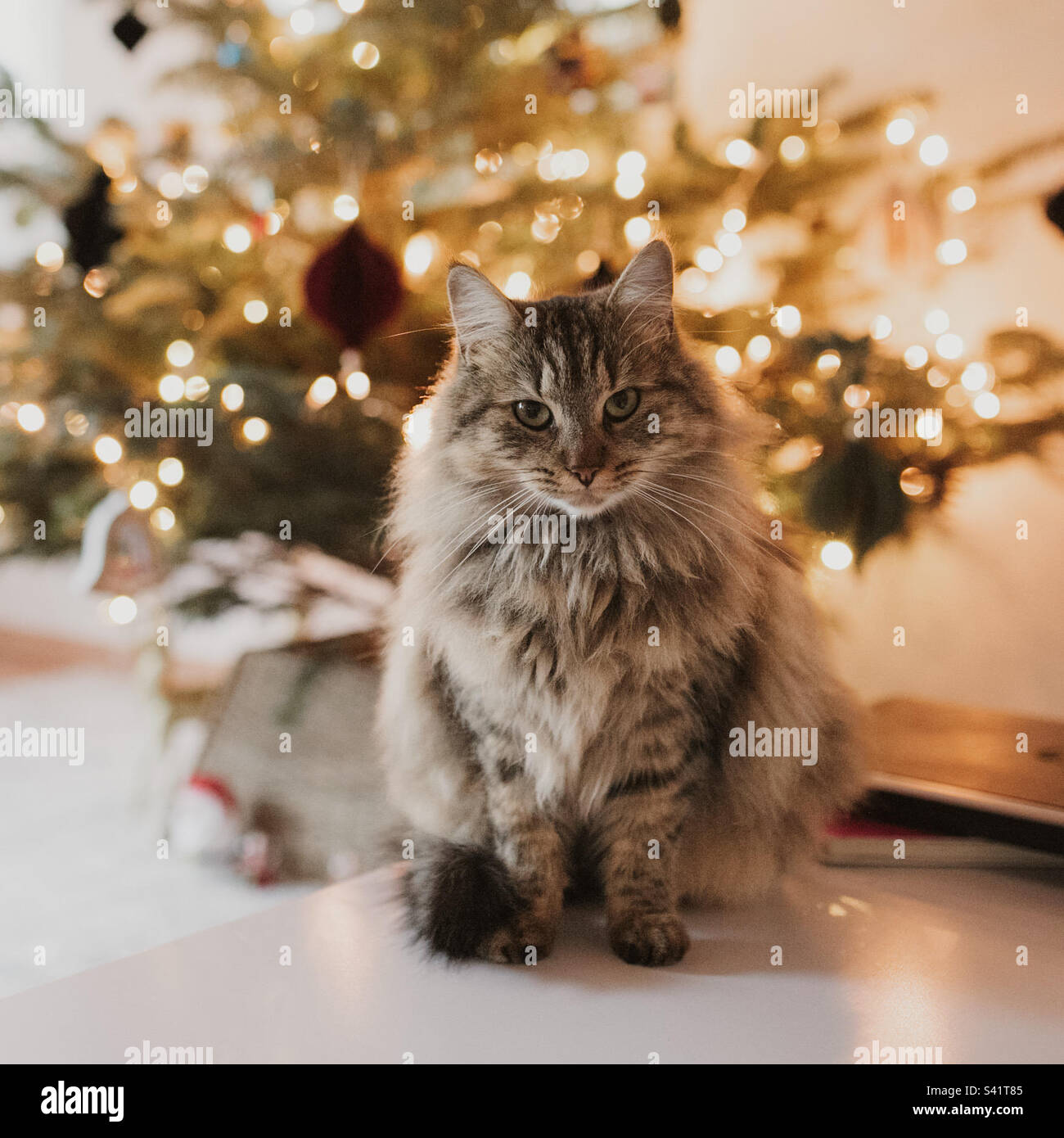 Portrait of an European long hair female cat, sitting in front of ...