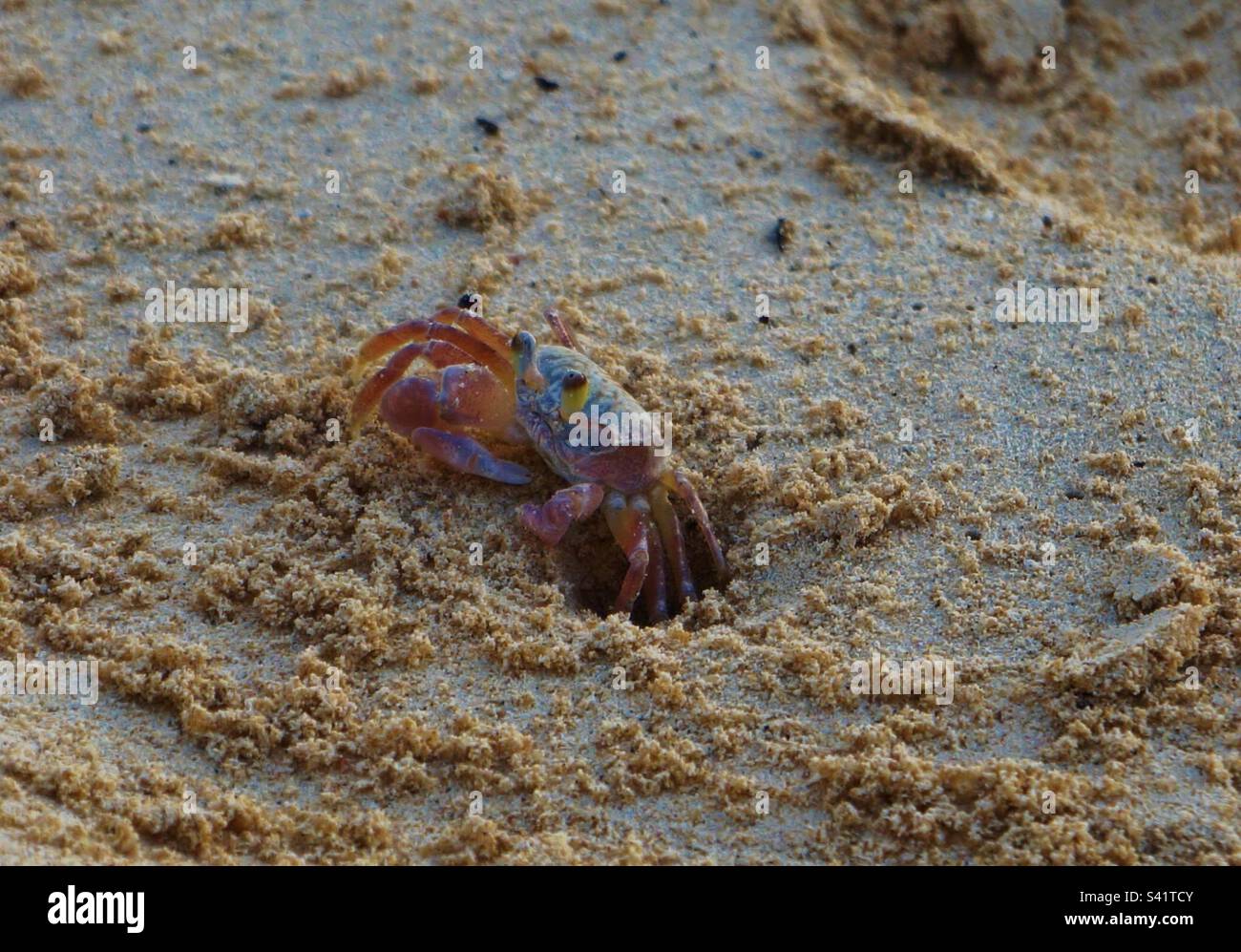 Hawaii sand crab hi-res stock photography and images - Alamy