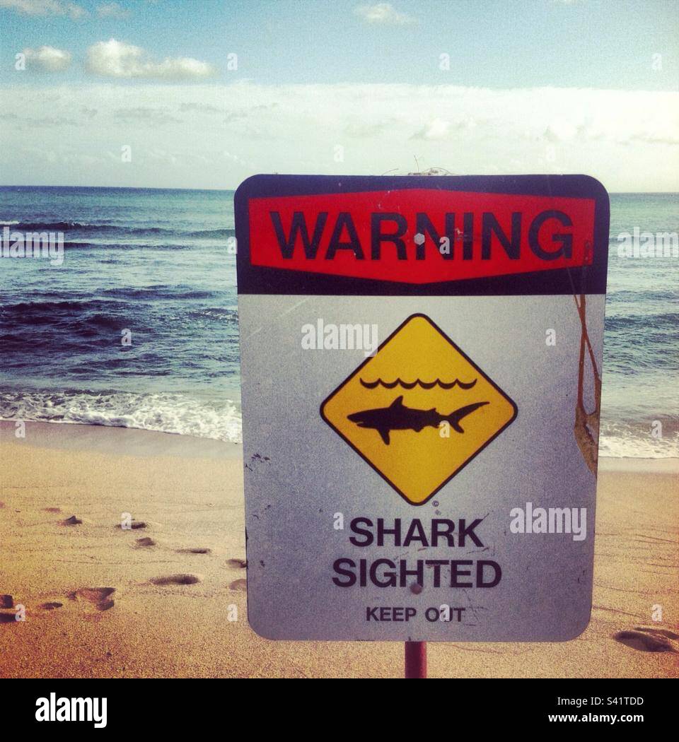Shark sighted at the beach Stock Photo - Alamy Shark sighted at the beach Stock Photo - Alamy