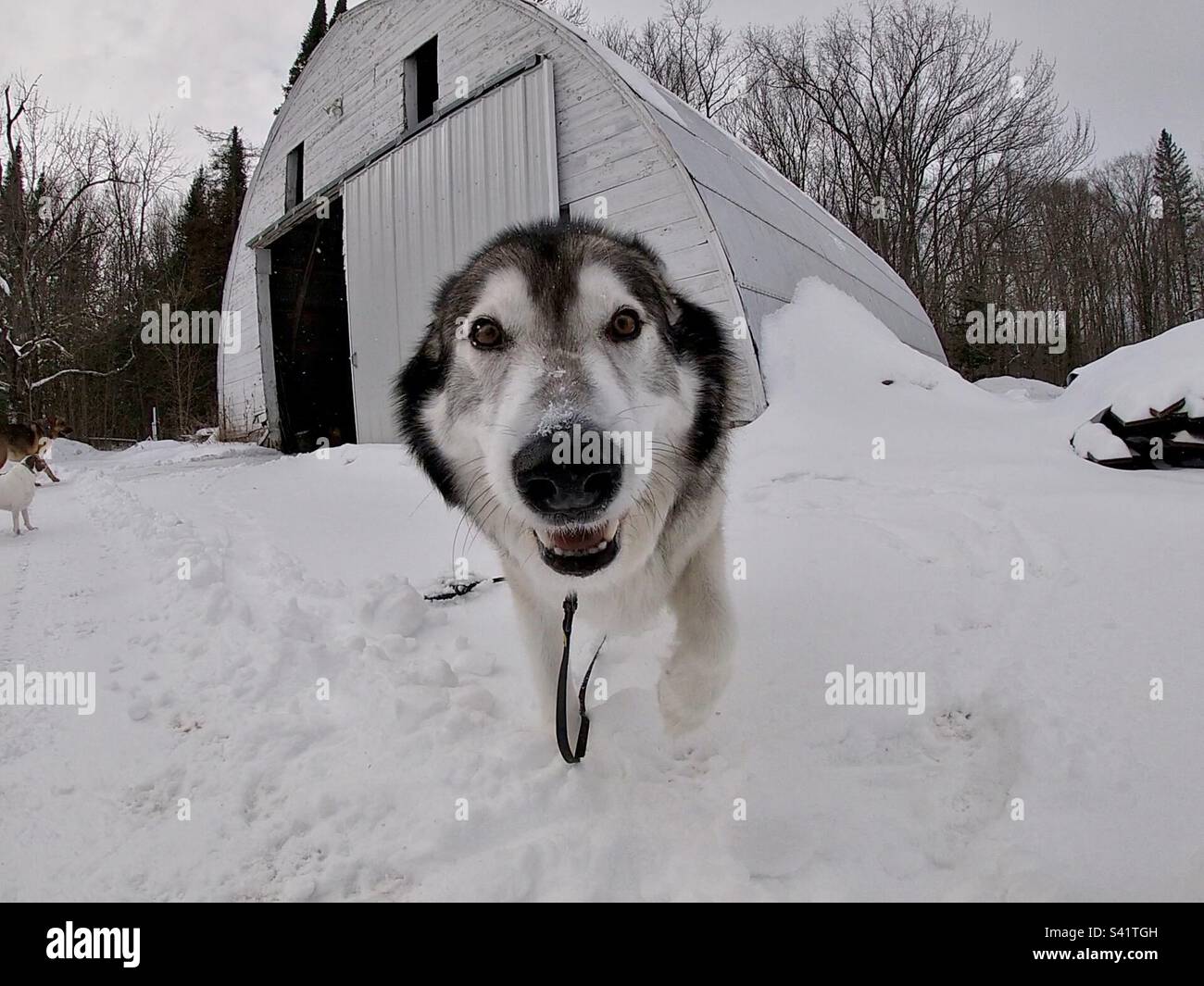 Happy Husky in the country Stock Photo - Alamy