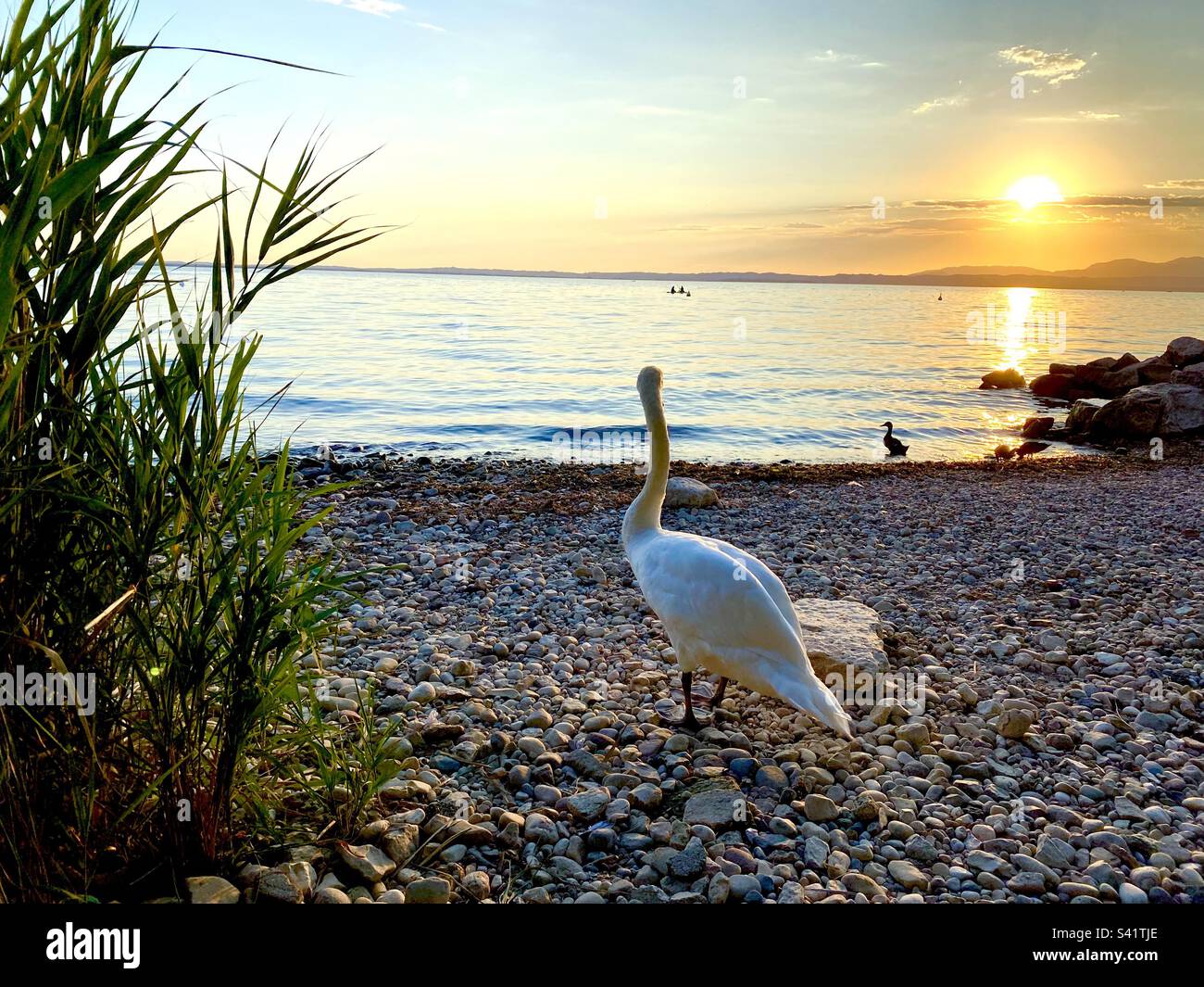 “If you truly love nature, you will find beauty everywhere.” Stock ... “If you truly love nature, you will find beauty everywhere.” Stock ...