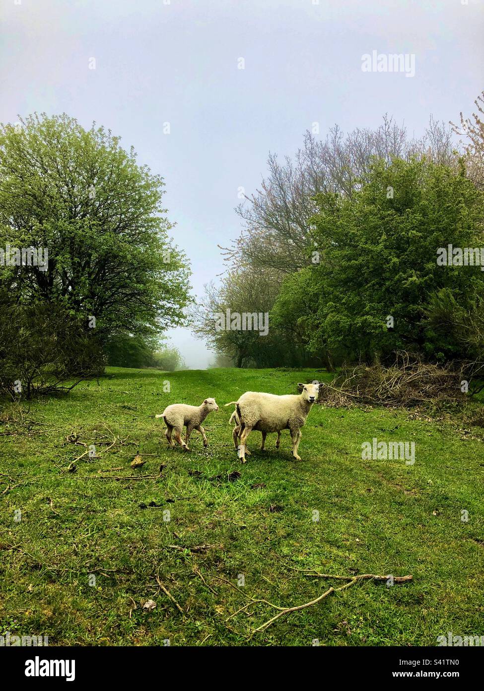 Family lamb hi-res stock photography and images - Alamy