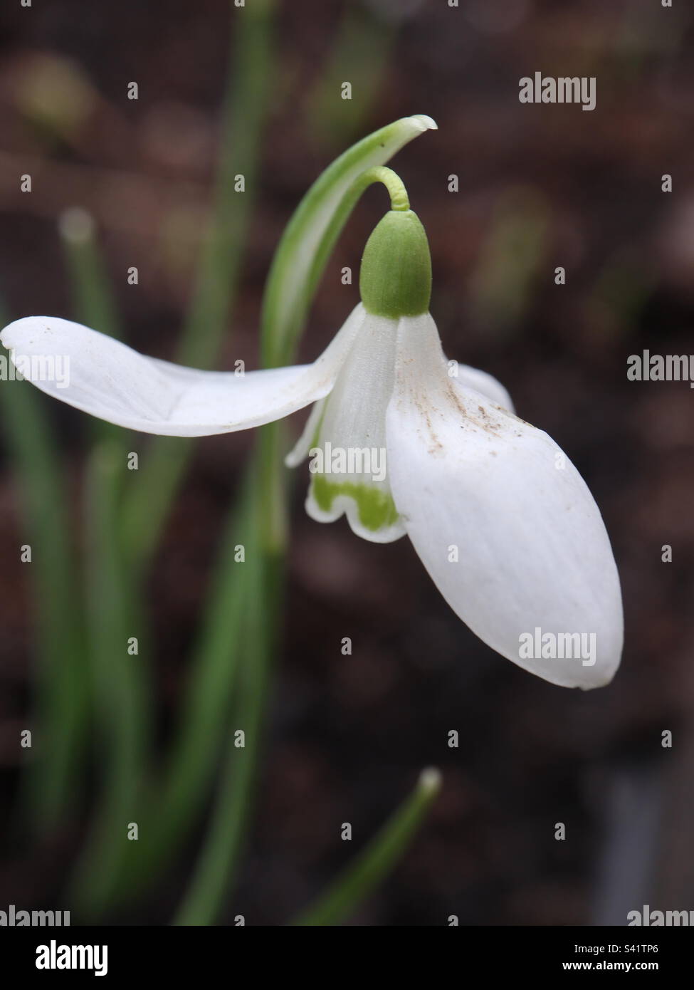 snowdrop in bloom Stock Photo - Alamy