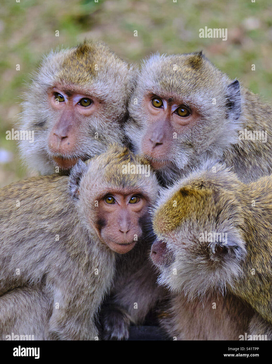 Group of monkey hi-res stock photography and images - Alamy