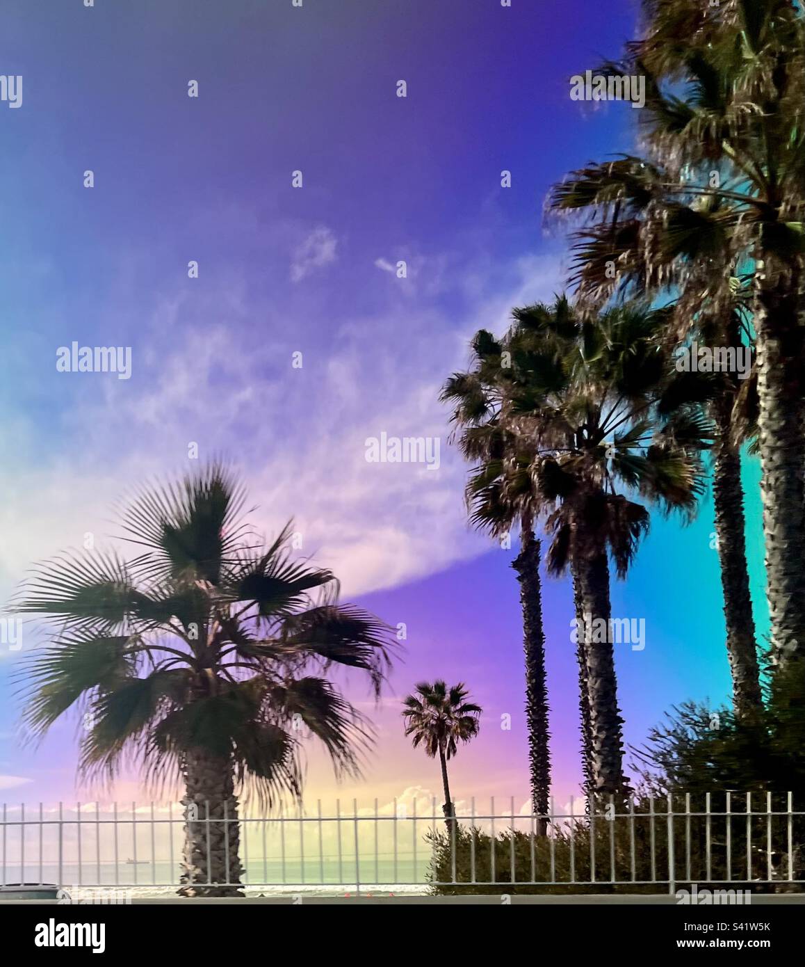 Polarized rainbow palm trees Stock Photo - Alamy