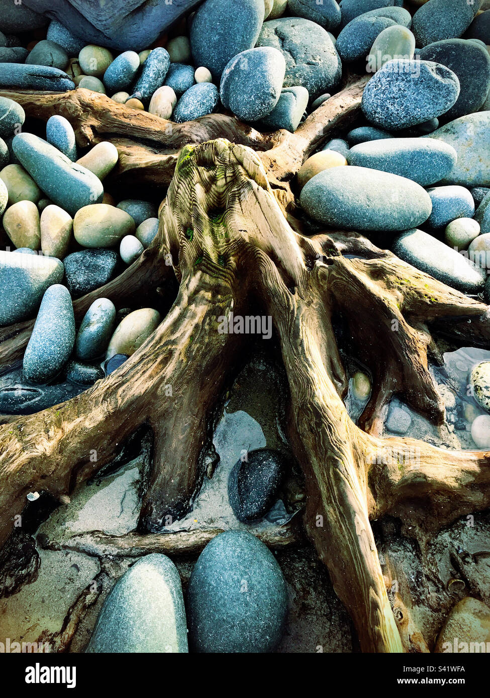 Petrified tree stump and roots on seashore Stock Photo - Alamy