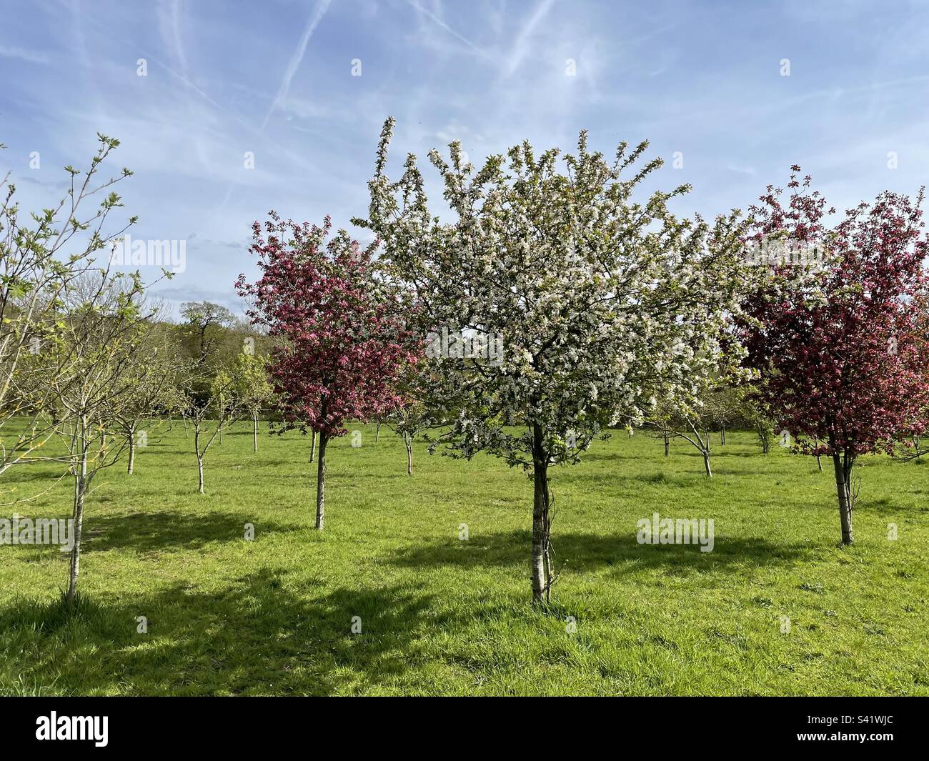 Blossom trees in a field, Wokingham, England Stock Photo - Alamy