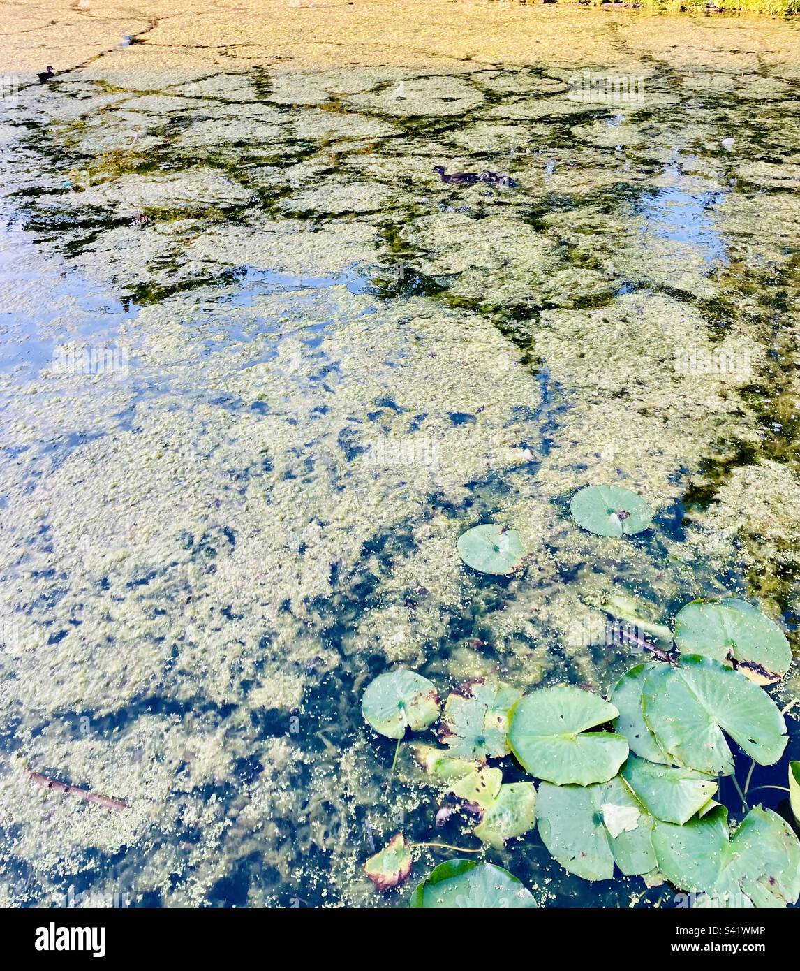 Dock weeds hi-res stock photography and images - Alamy