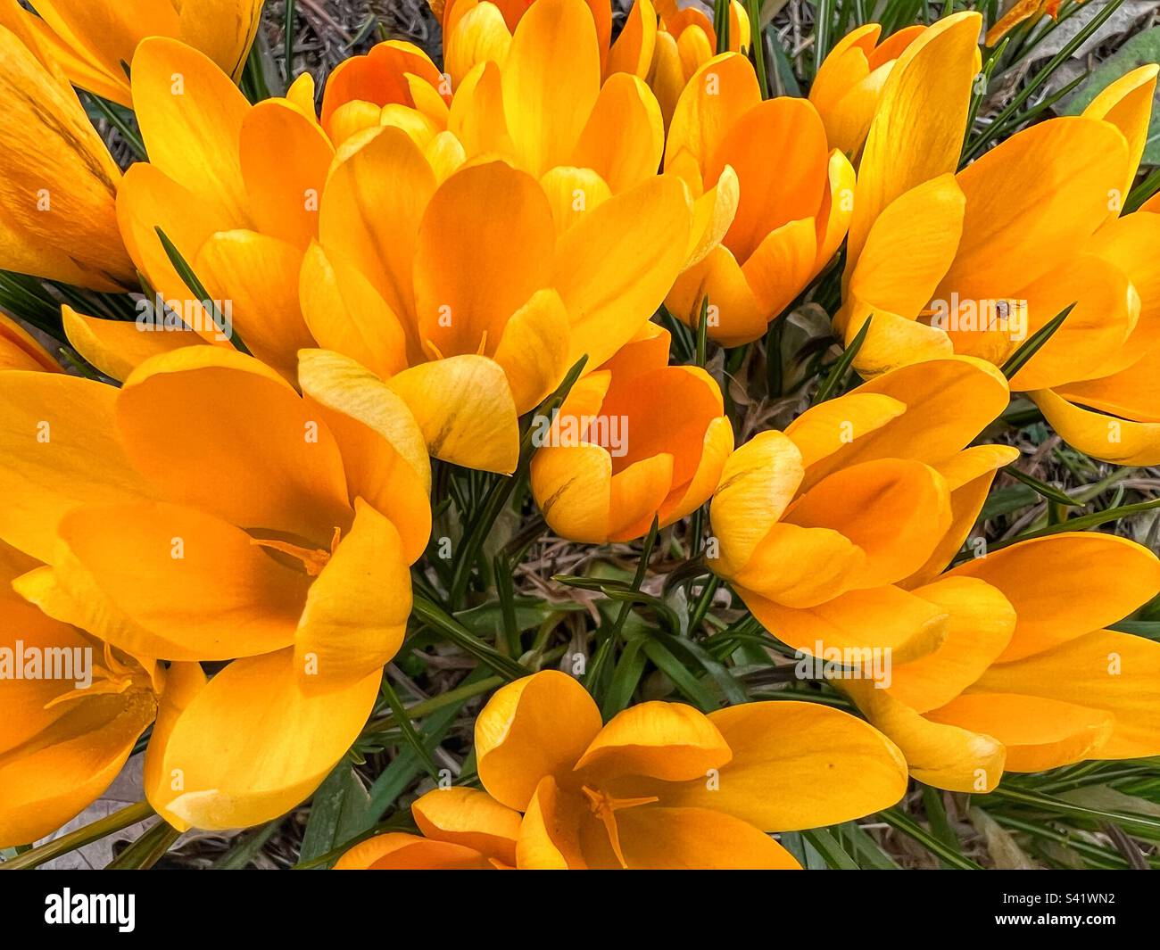 Yellow crocus flowers hi-res stock photography and images - Alamy