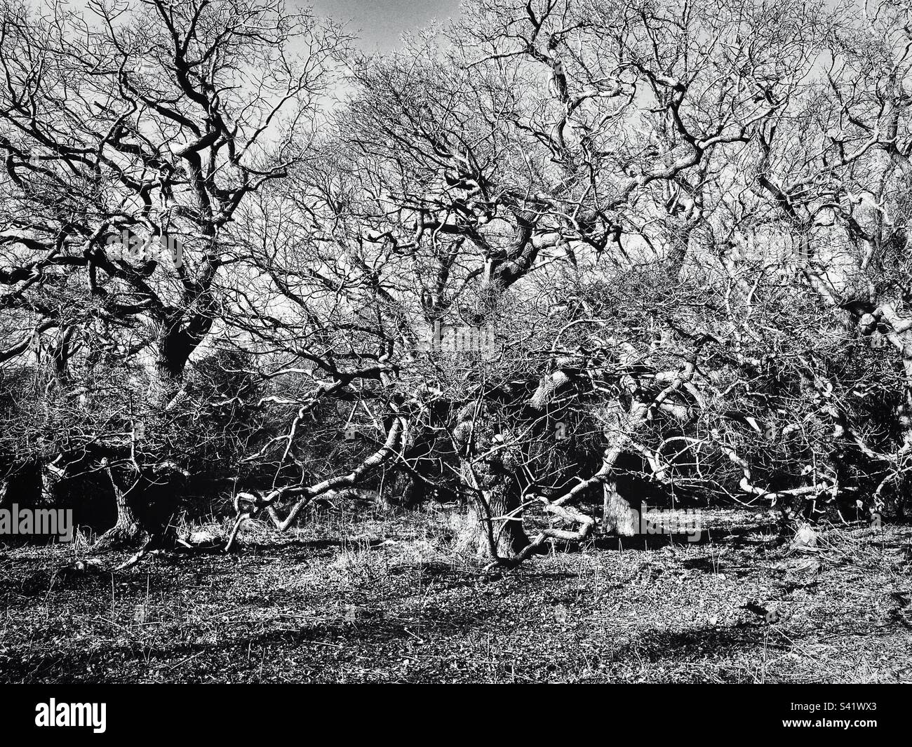 Staverton Thicks Suffolk where you can see some of the oldest oak trees ...