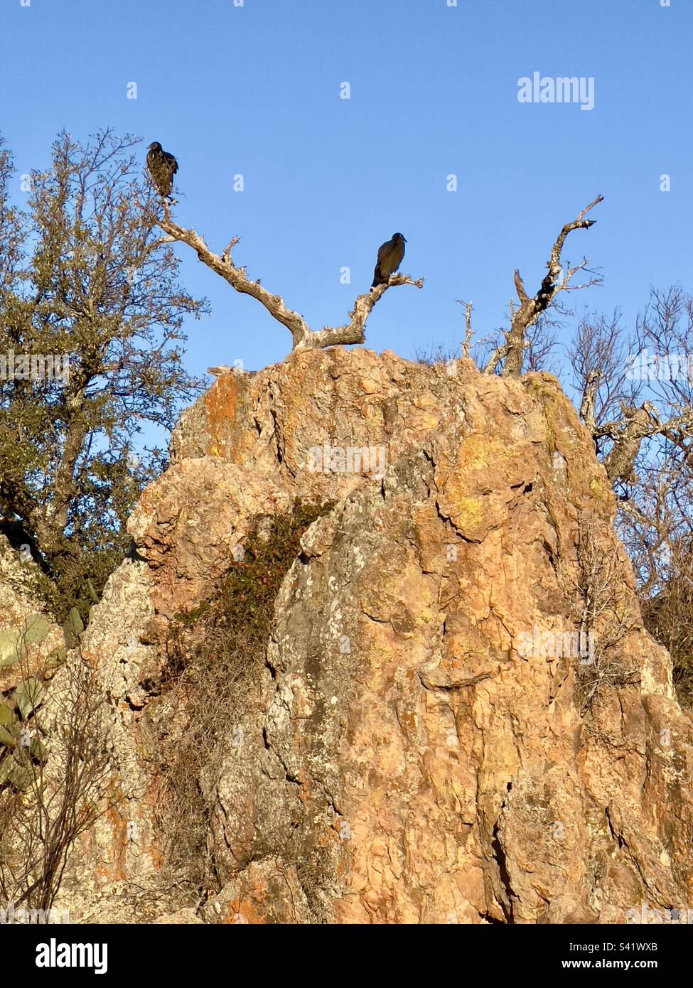 Blackbirds or vultures on dead tree branches over a large granite stone ...