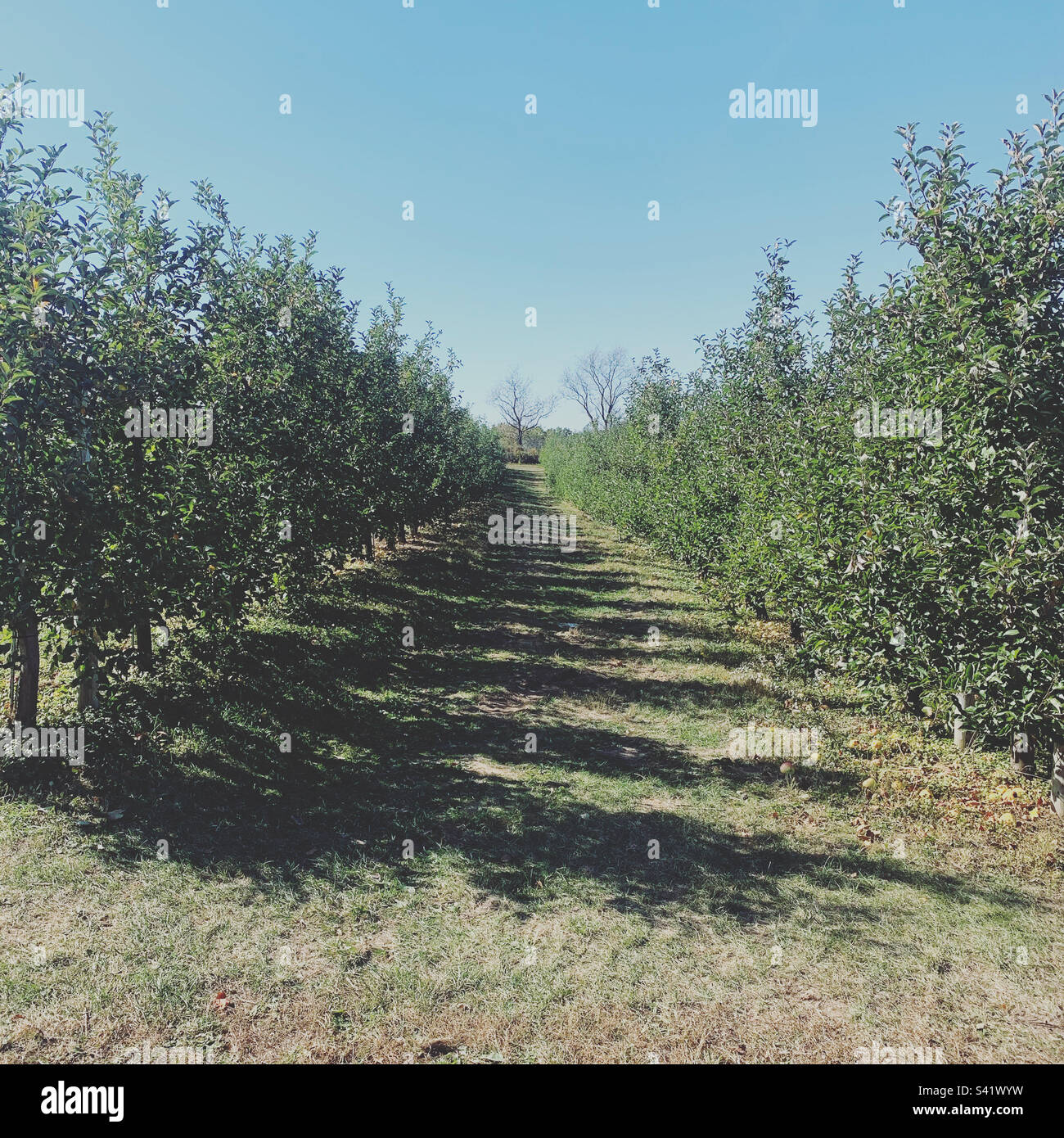 Pennsylvania orchard hi-res stock photography and images - Alamy